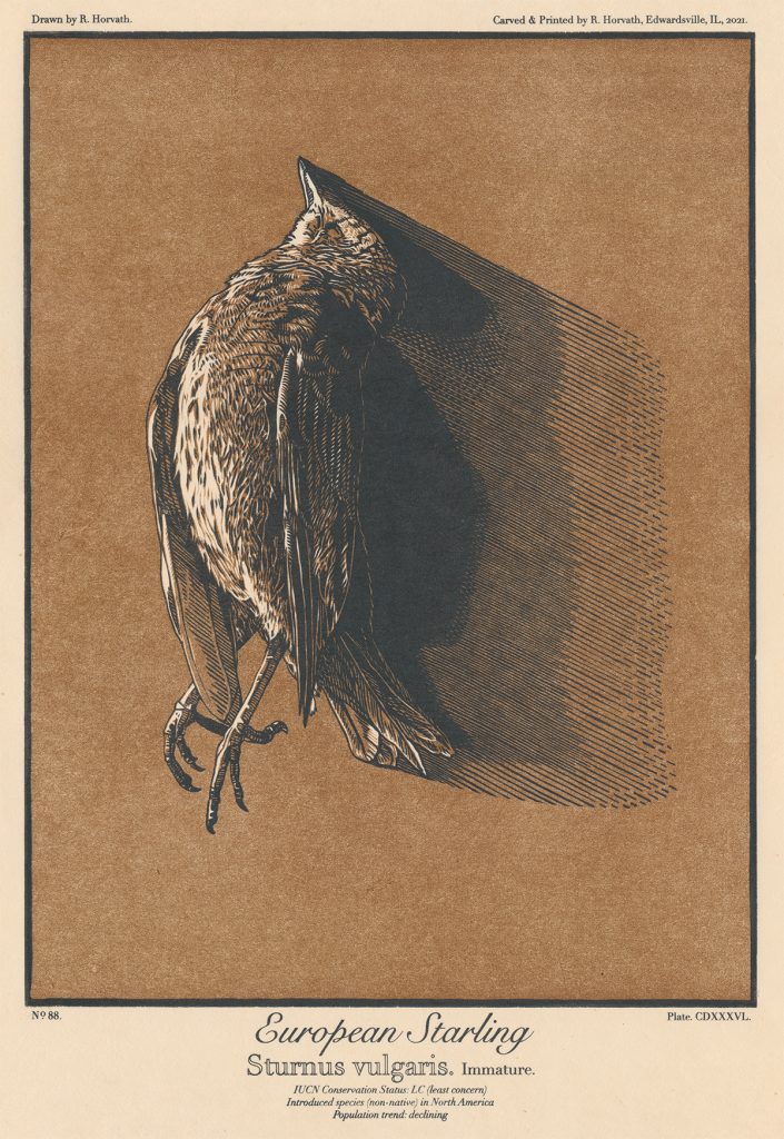 Ryan Horvath: Birds of America - The Sheldon The Sheldon